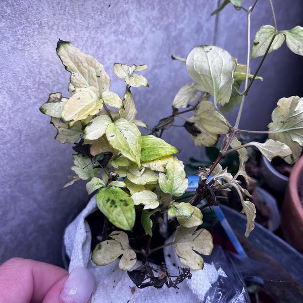 True Love Lenten Rose Rare Flowering Perennial Live Plant Lenten Rose ...
