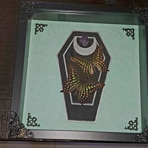 Blanchard Ghost Nymph Butterfly Pair Idea Blanchardi Entomology Framed ...