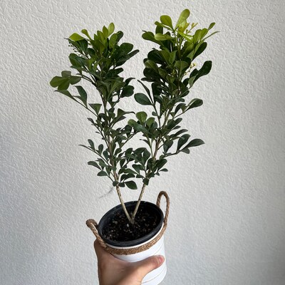 Chinese Perfume Tree, Chinese Rice Flower, in 4 Pot Aglaia Odorata - Etsy