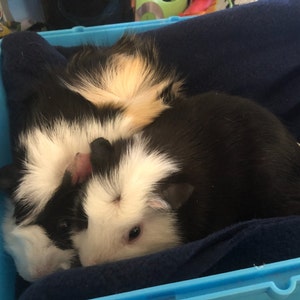 Small Animal Cage Ramp Cover Tent, Critter & Ferret Nation, Feisty ...