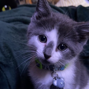 Cat Bells Special Character Jingle Bells Cat Collar Bells - Etsy