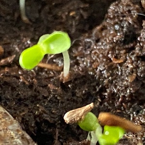 Casper Kale 25 Seeds | Etsy