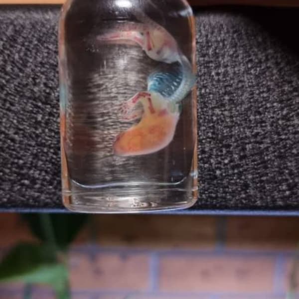 Diaphonized Pleco FISH and Non-diaphonized ANCISTRUS, Wet Specimen ...