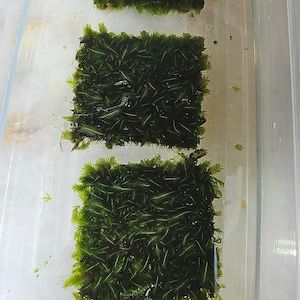 Sensitive Plant or Neptunia Aquatica Floating Aquatic Pond Plant pack ...
