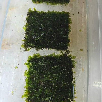 Sensitive Plant or Neptunia Aquatica Floating Aquatic Pond Plant pack ...