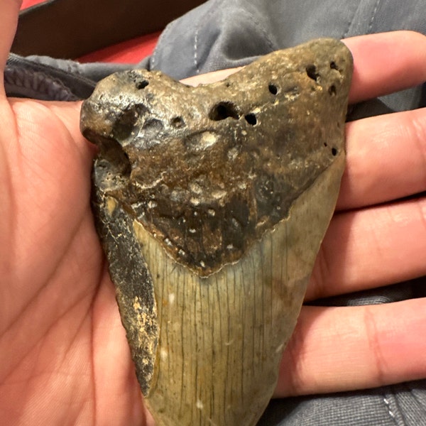 Megalodon Tooth 4.84 Inches. Real Fossil Megalodon Shark Tooth ...