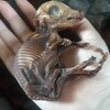 Petrified/mummified/preserved Fetal Piglet - Etsy