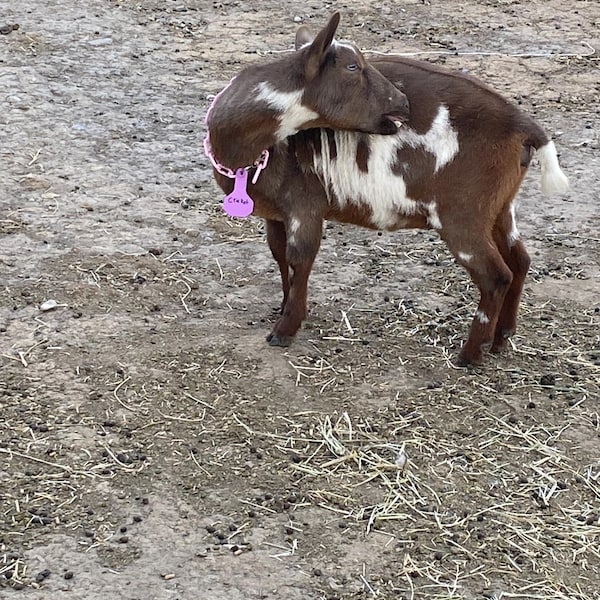 Goat Collar Plastic 6mm Chain With Metal Quick Link 20", 28" and 36" - Etsy