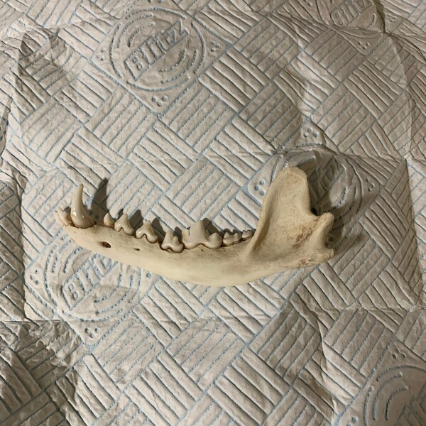 A Single English Red Fox Jaw Bone Ideal for Crafting. - Etsy UK