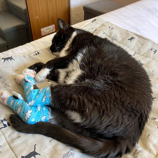 Size: Jumbo Rabbit Hock Socks (2-way Straps) - Etsy