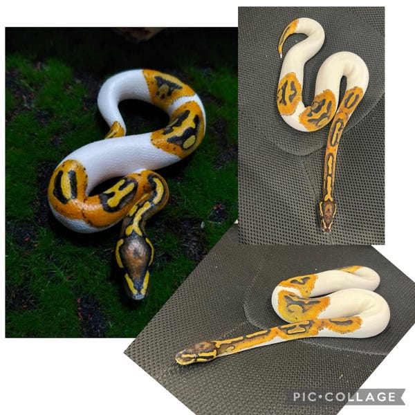 Customizable Ball Python Miniature / Figure / Sculpture / Necklace ...