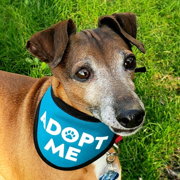 ADOPT ME Bandana Scarf for Rescue Dogs - Etsy