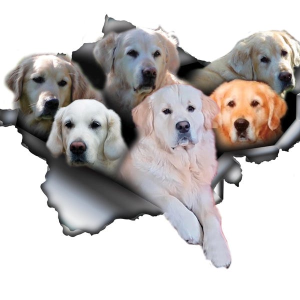 Schnauzer Car Sticker , Dog Car Decal, Schnauzer Decal, Car Decoration ...