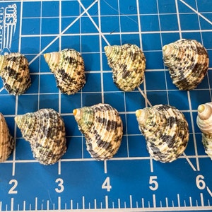 Small Hebrew Cone Seashells Conus Ebraeus 5 Shells Approx. 0.75 Inches ...
