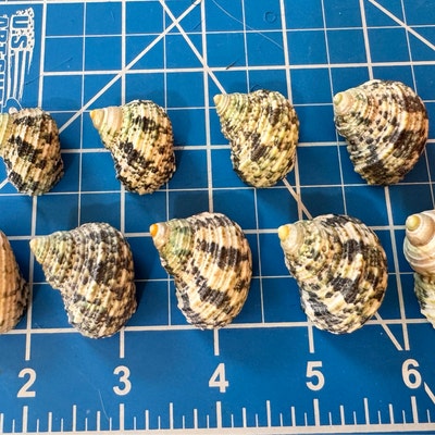 Small Hebrew Cone Seashells Conus Ebraeus 5 Shells Approx. 0.75 Inches ...