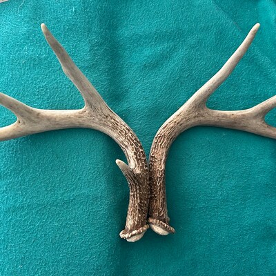 Bulk Deer Antlers Naturally Shed Real Whitetail Deer Antler Craft Grade ...