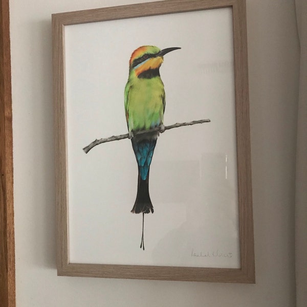 Satin Bowerbird Print - Australian Native Bird Art Print - Etsy