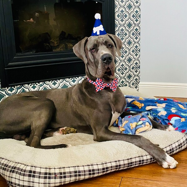 CUSTOMIZABLE Dog Bone MINI Birthday Cake Smash Party Hat / Headband in ...