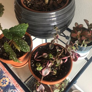 Begonia monica - Etsy