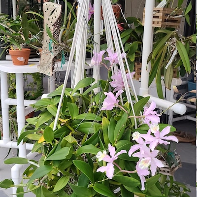 Agave Univittata Splendida Live Agave Plants Large Xlarge - Etsy