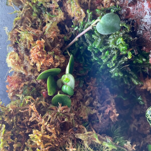 Peperomia Perciliata Syn. Fagerlindii [cutting] - Etsy