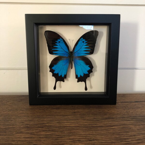 Real Butterfly Display Blue Mountain Butterfly 6x6 - Etsy