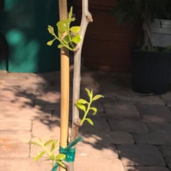 Jujube Li Tree- 1 to 2 Feet Tall - Grafted Tree - Ship in 6" Pot - Etsy