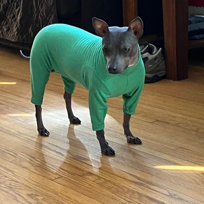 UPF50 Sun Protection Suit for American Hairless Terriers, Chinese ...