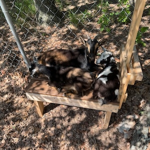 Goat Milk Stand for Pygmy and Dwarf Goats, Quality Eco Friendly Durable ...