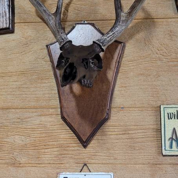 VINTAGE 8 Point Whitetail Antler Mount on Plaque - Etsy