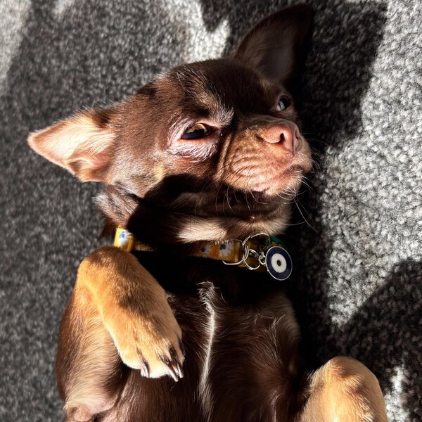 Cherry Pet ID Tag | Cherry Tag for Dogs | Summer Berries Cat ID Tags ...