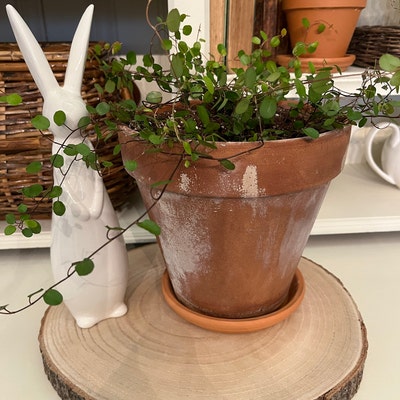 Yellow Variegated Liriope Plant Variegated Monkey Grass - Etsy Canada