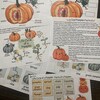 Pumpkin Unit Study Homeschool Learning Materials Charlotte - Etsy