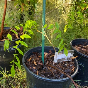 Hass Avocado Seedling 1 Year Old Plant Shipped in Pot With | Etsy