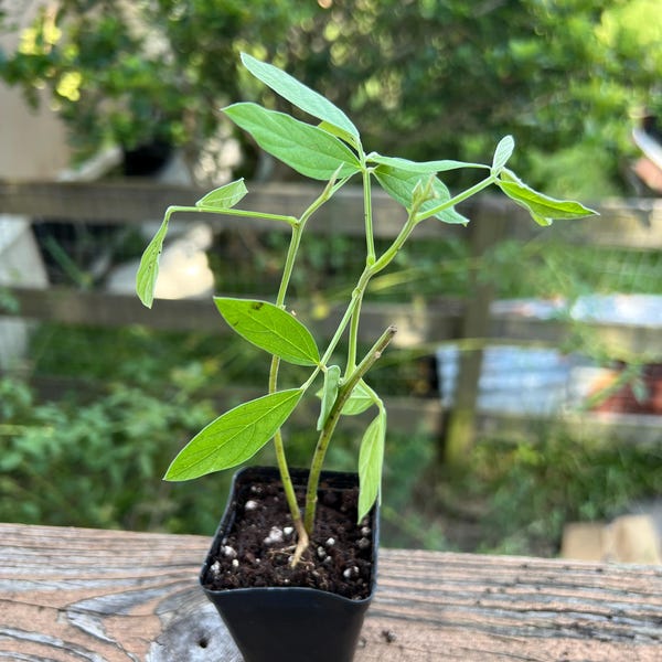 Organic Red PIGEON PEAS Gunga Pea 50 Seeds Cajanus Cajan Gandul Lazaro ...