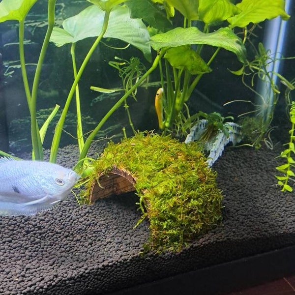 Rotala H'ra Easy Live Aquatic Stem Plant for Planted Aquarium ...