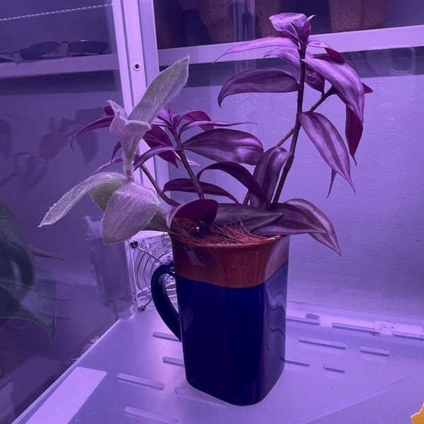 Tonkin Cane Tea Stick Bamboo Pseudosasa Amabilis Fish Pole Root RHIZOME ...