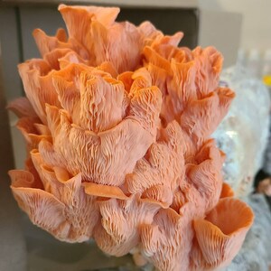 Elm Oyster Mushroom Liquid Culture Syringe Spore Free Live | Etsy