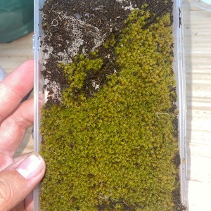 Live Clean and High Quality Planted Sheet Moss & Cushion Moss for ...