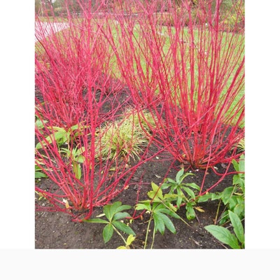 Cornus Sericea 'cardinal' Red Twig Dogwood 4 Pot Size Plant - Etsy