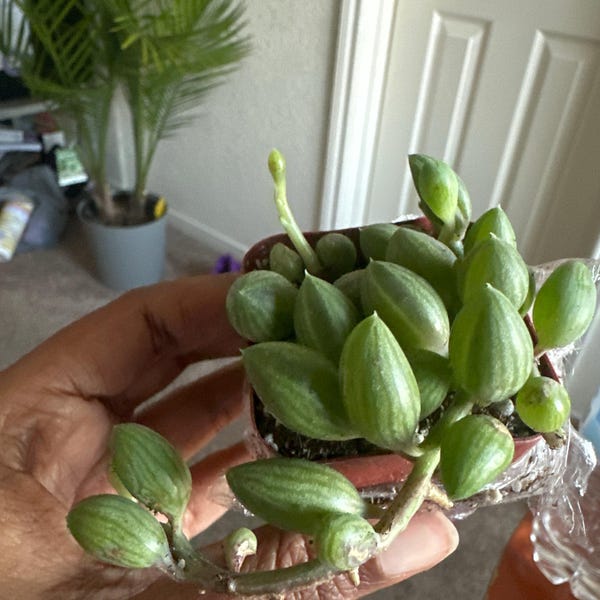 String of Watermelon, Trailing Succulent, Hanging Plant in 2", 4", 6 ...