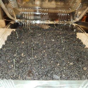 Cherokee, North Georgia Candy Roaster Squash . Cucurbita Maxima - Etsy