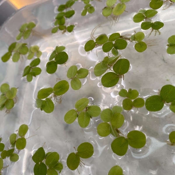 Dwarf Water Lettuce, Pistia Stratiotes, Live Aquarium Plant 12 Plants ...