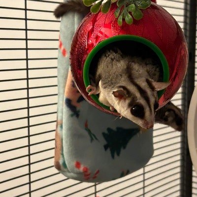 Sugar Glider Small Animal Foraging Pulley Toy-one per Price Alien Toy ...