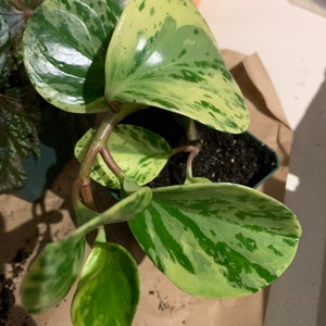 Arrowhead Houseplant Syngonium - Etsy