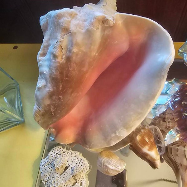 BAHAMA PINK CONCH Shell *all Sizes* Natural Upcycled Sustainable ...