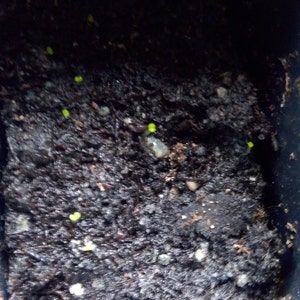 Crassula columnaris / 20 semillas Templo de Buda - Etsy España