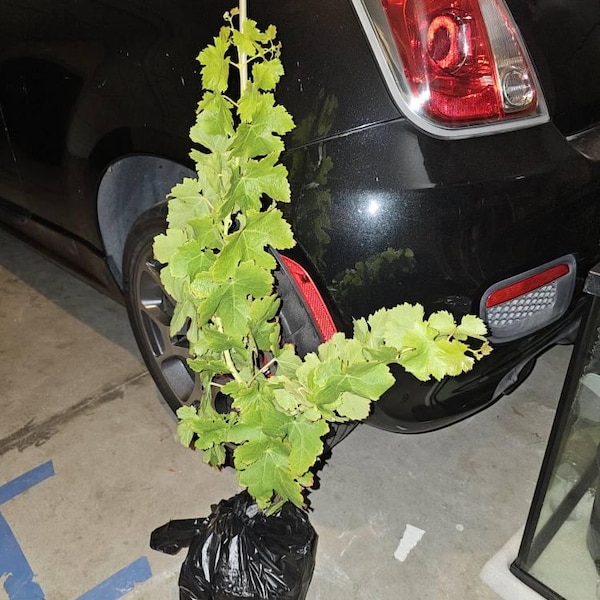 Barbados Cherry (sơ Ri Gò Công) - 2 to 3 Feet Tall - Ship in 3 Gal Pot ...