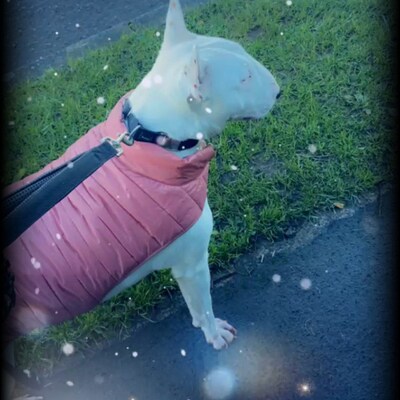 Stamp Middle Finger Lady With Heart Tattoo Motif Stamp Approx. 25 X 48 ...