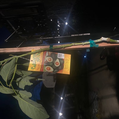 HUGE 5' Dwarf Grafted 'little Cado' wurtz Tree - Etsy